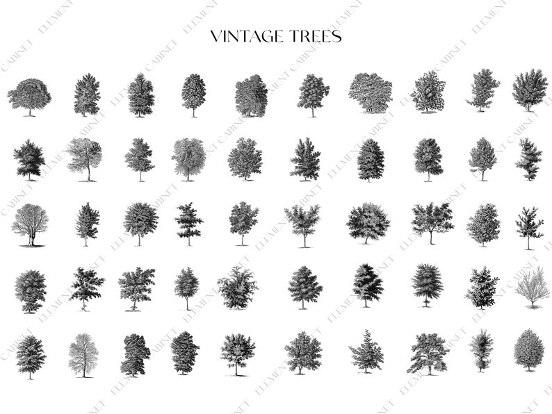 Vintage Trees Illustrations, Vintage Tree Clipart, Trees Digital ...