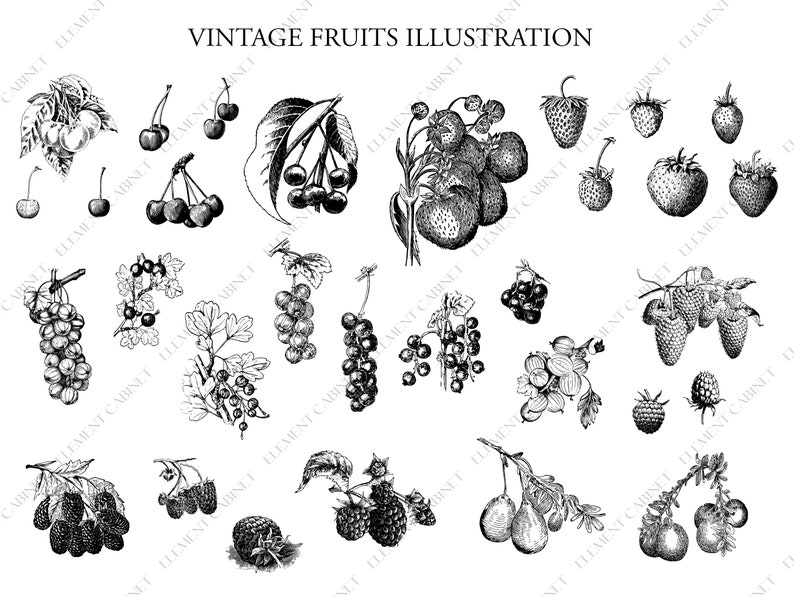Vintage Fruits Illustration Mega Bundle, Vintage Fruit Illustration ...