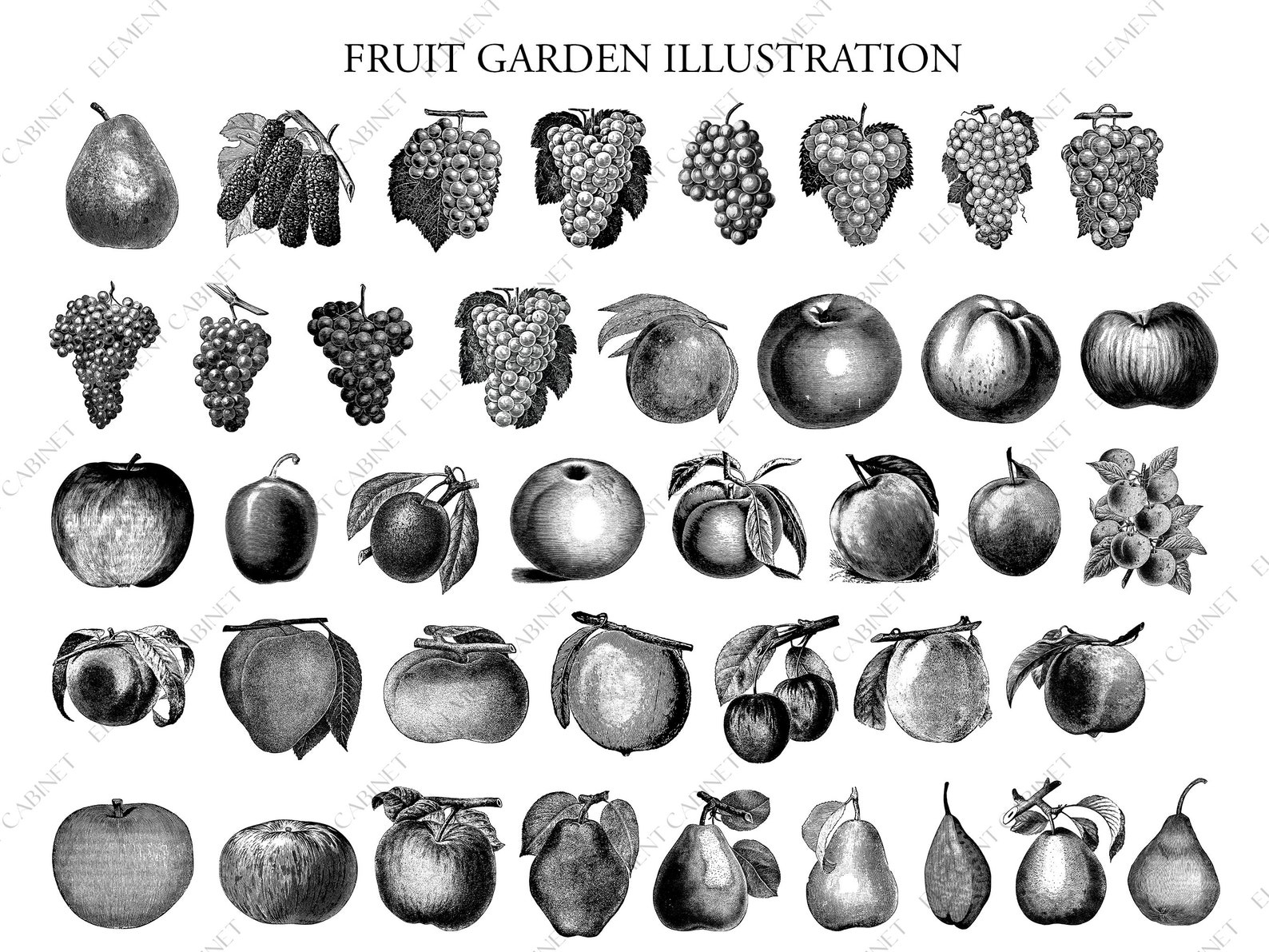 Fruit Garden Illustration Mega Bundle, Vintage Fruit Illustration ...
