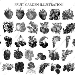 Fruit Garden Illustration Mega Bundle, Vintage Fruit Illustration ...