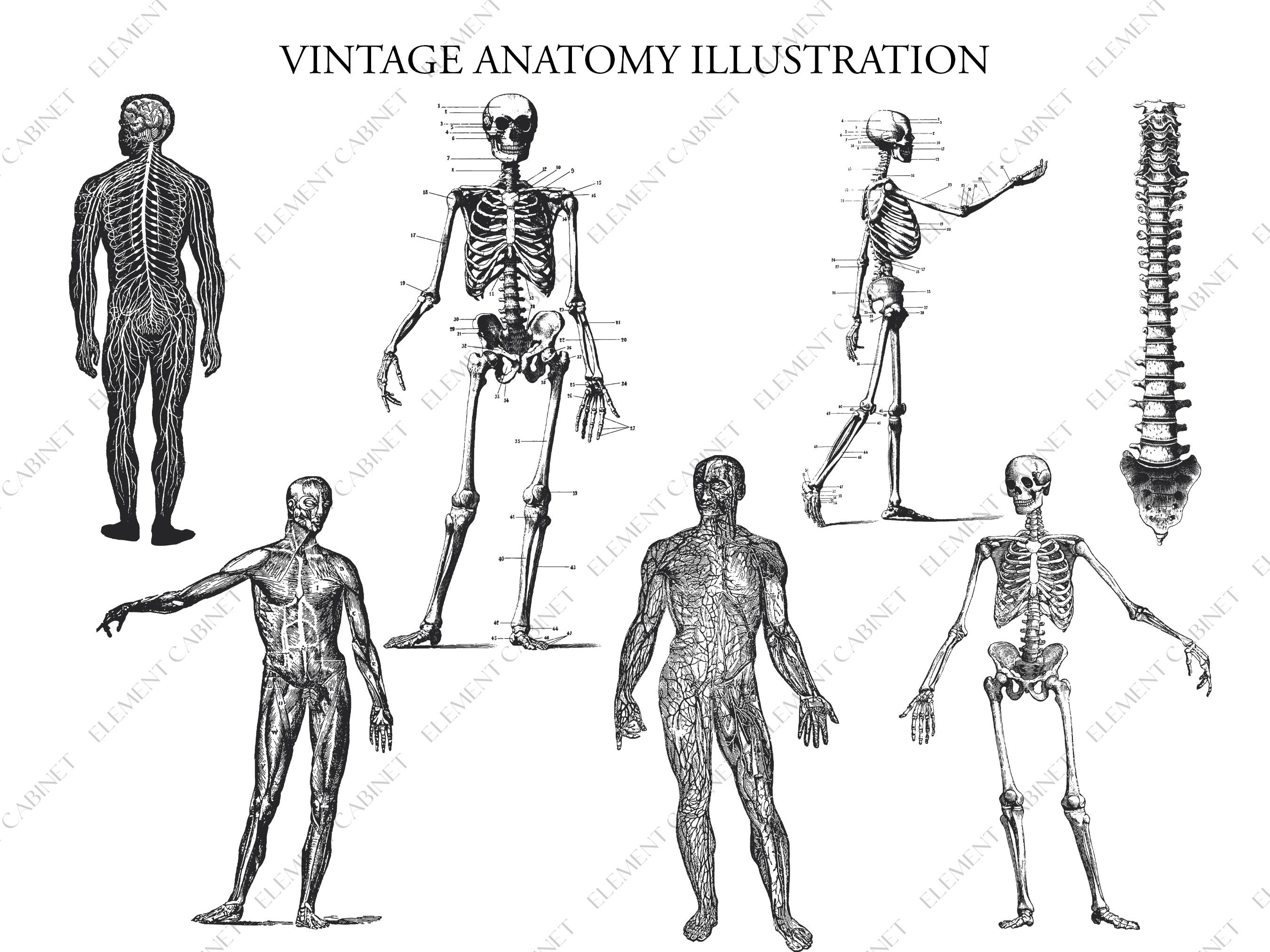 Anatomy Illustration Bundle, Human Body Parts Illustration, Anatomy ...