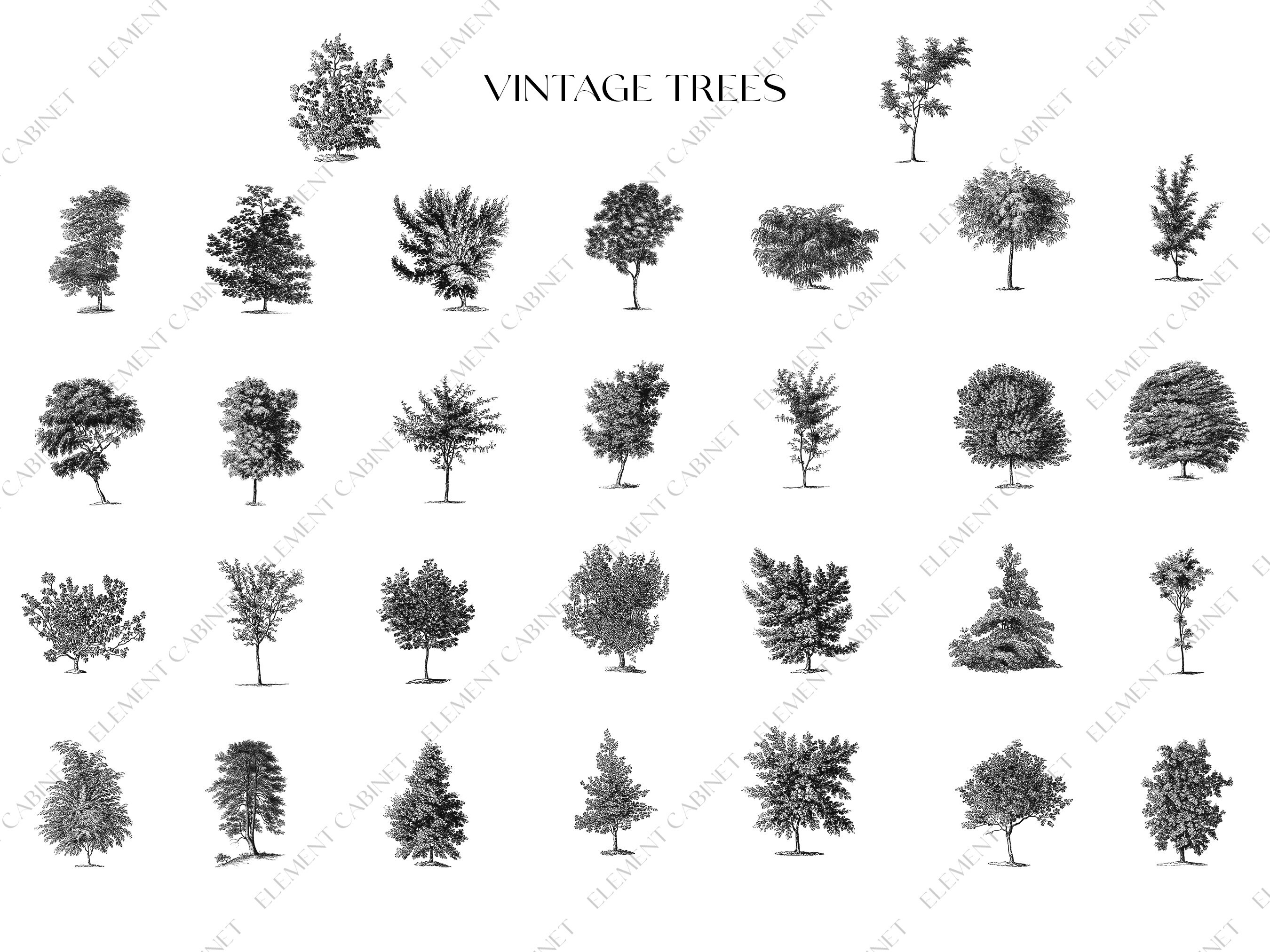 Vintage Trees Illustrations, Vintage Tree Clipart, Trees Digital ...