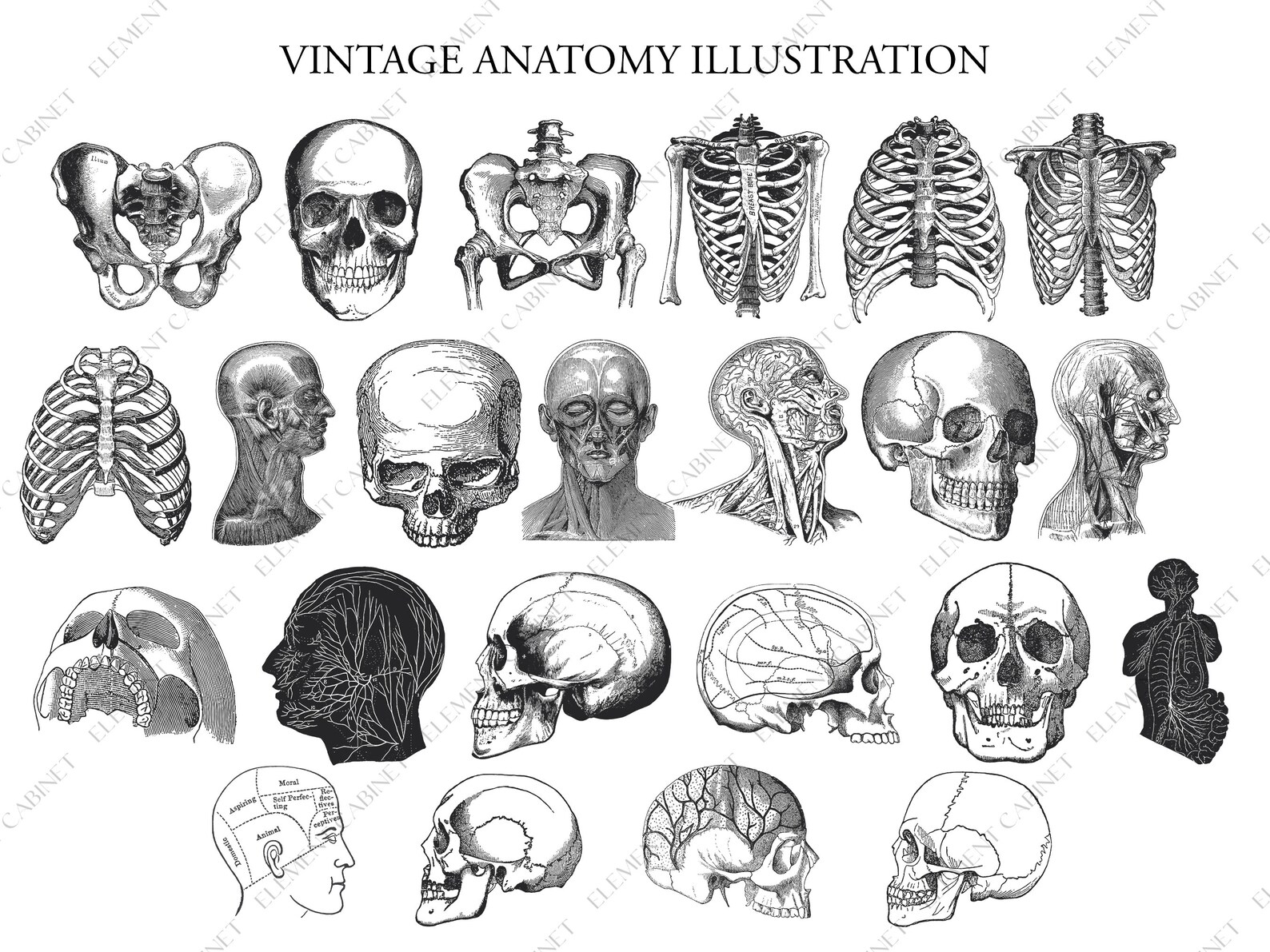 Anatomy Illustration Bundle, Human Body Parts Illustration, Anatomy ...