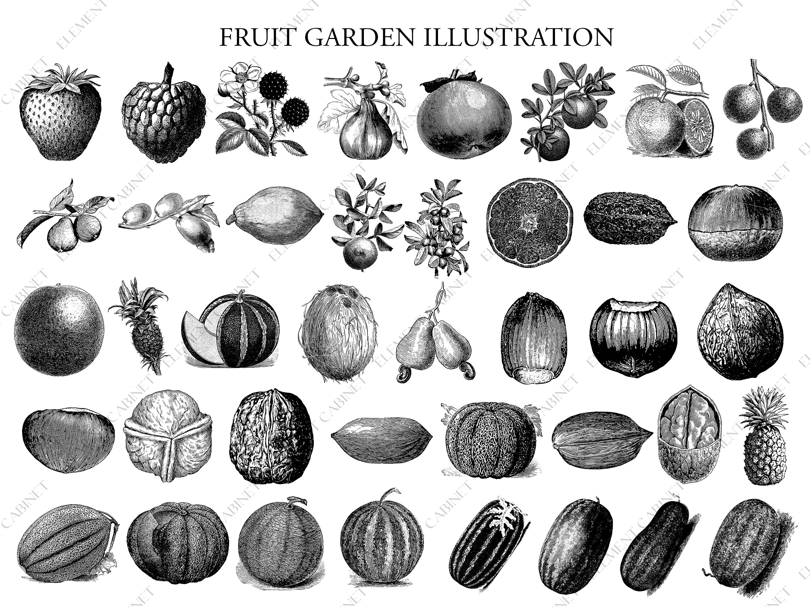 Fruit Garden Illustration Mega Bundle, Vintage Fruit Illustration ...