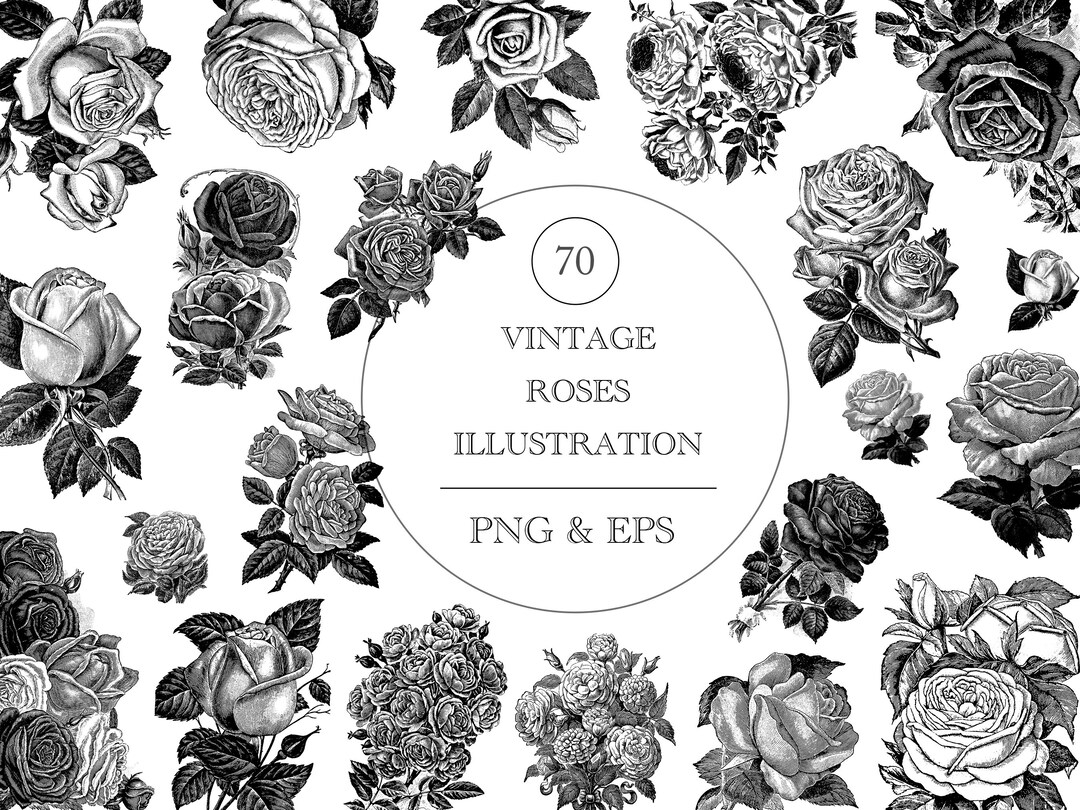 Vintage Roses Clipart, Vintage Roses Illustration Art, Vintage Flowers ...