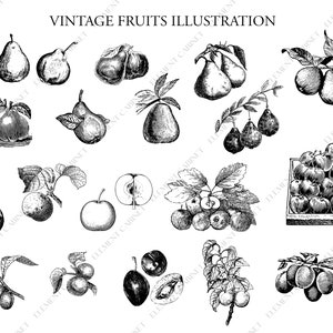 Vintage Fruits Illustration Mega Bundle, Vintage Fruit Illustration ...