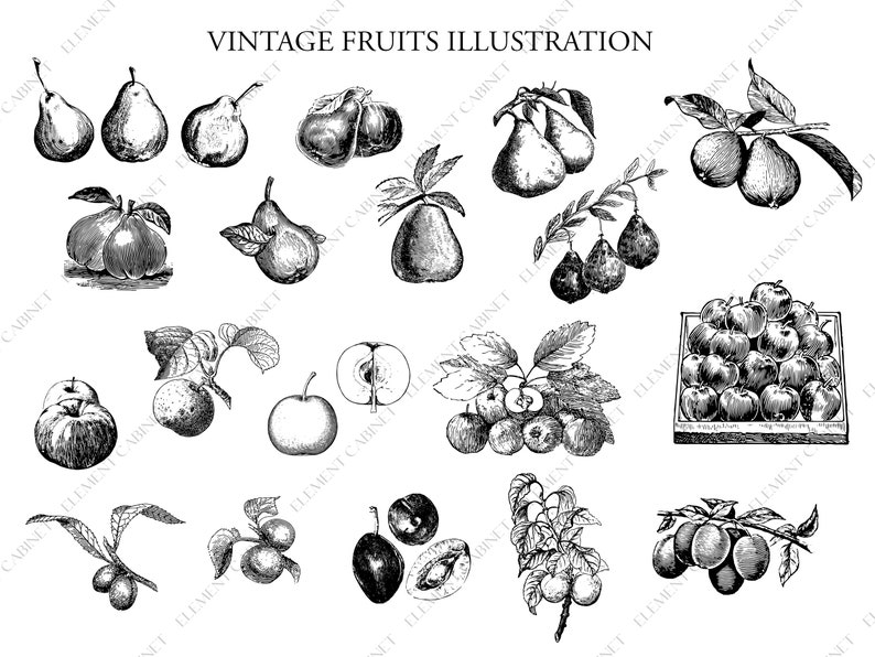 Vintage Fruits Illustration Mega Bundle, Vintage Fruit Illustration ...
