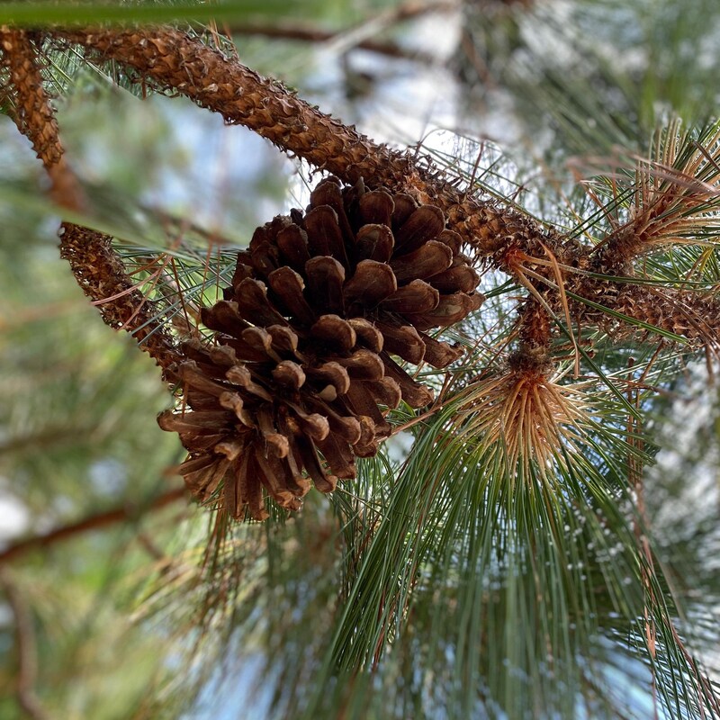 Large Pine Cones - Etsy