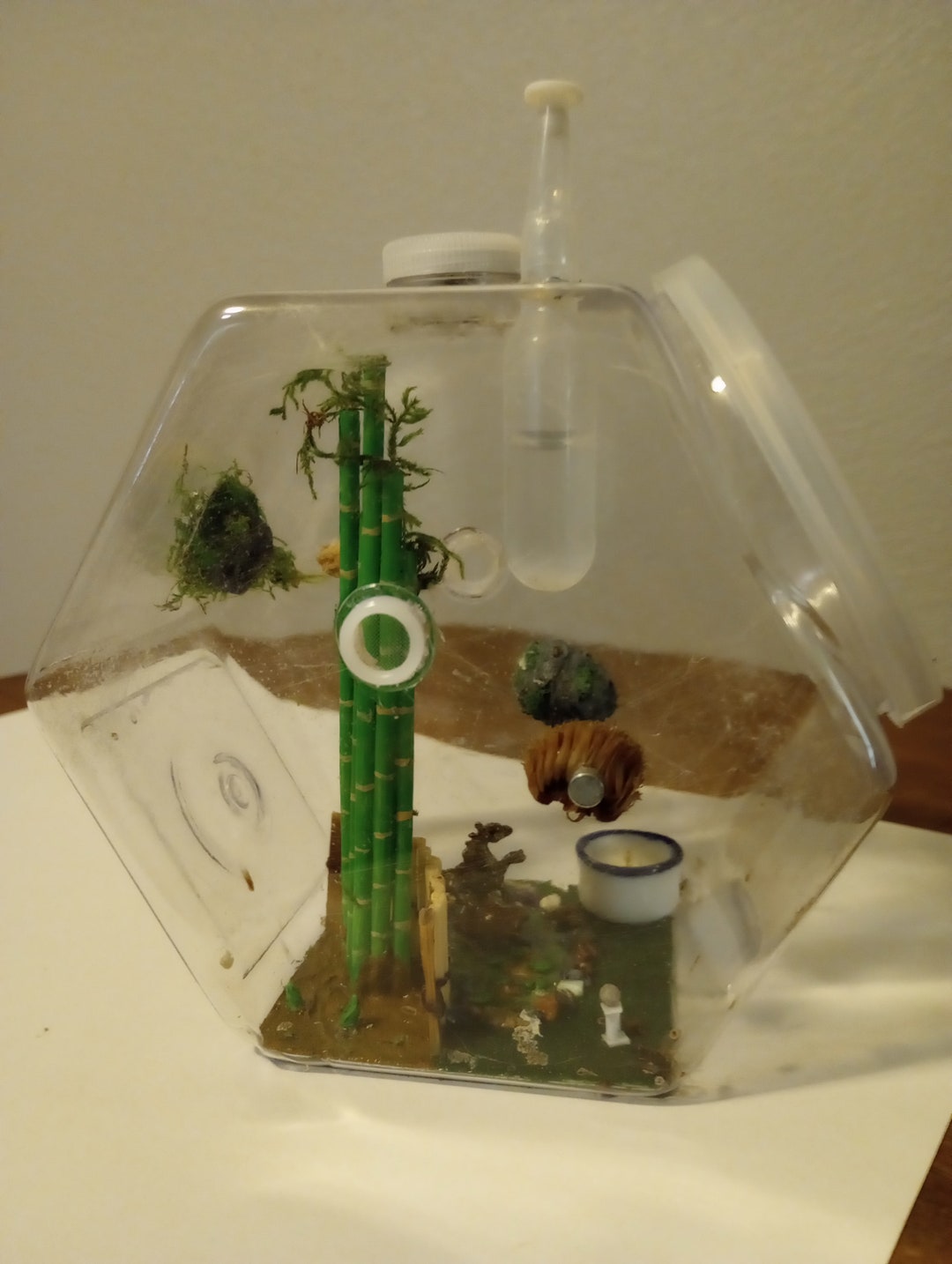 Jumping Spider Enclosures - Etsy