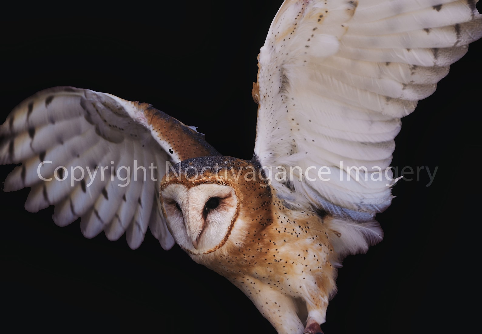 Night Owl Print - Etsy