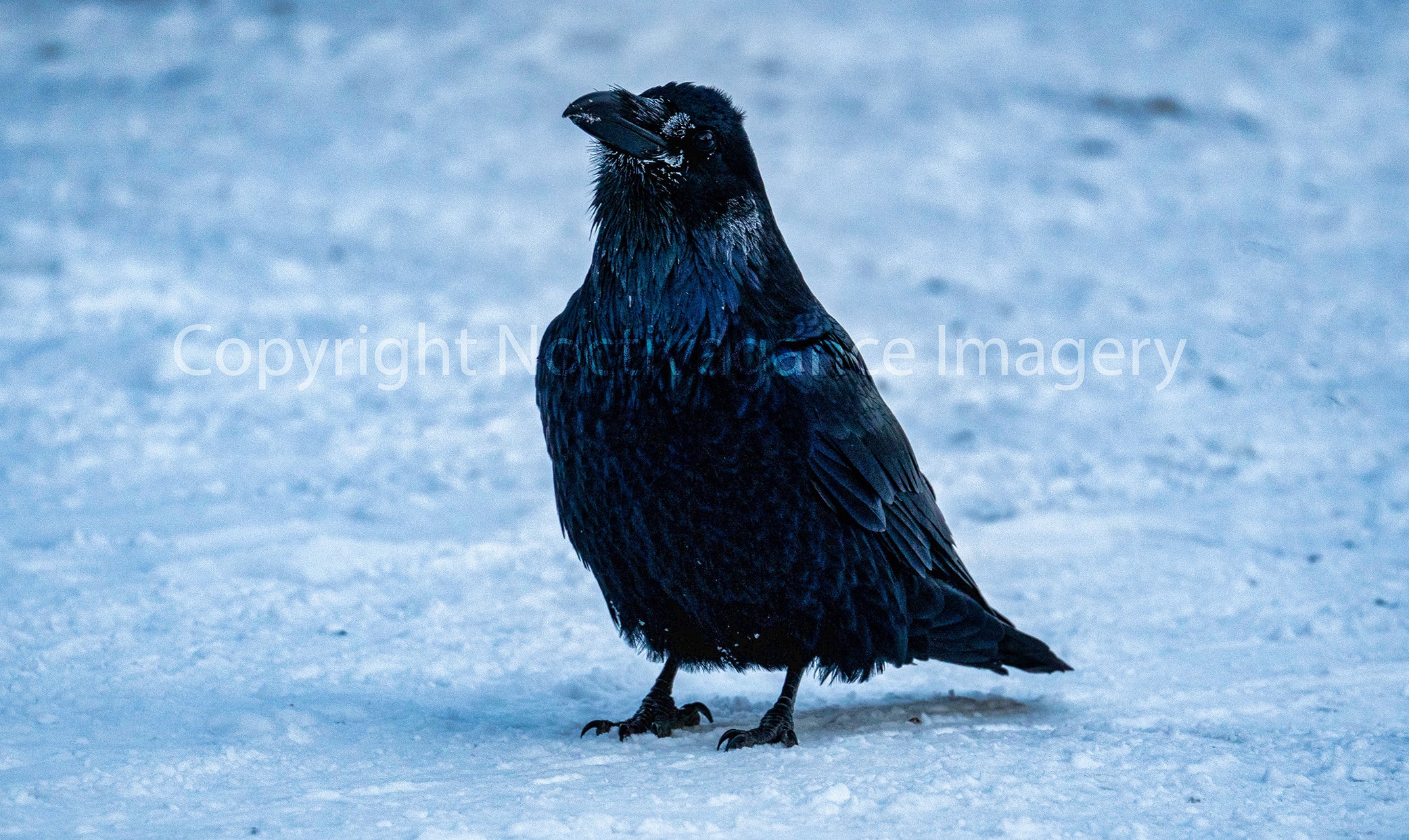 Alaskan Raven - Etsy