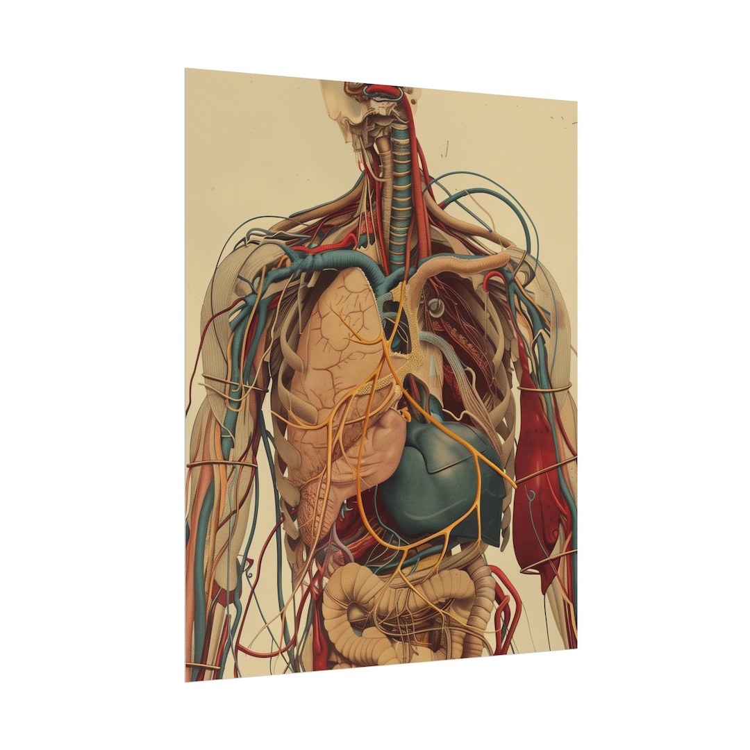 Vintage Anatomical Art Poster Anatomical Poster Anatomy Wall Art ...