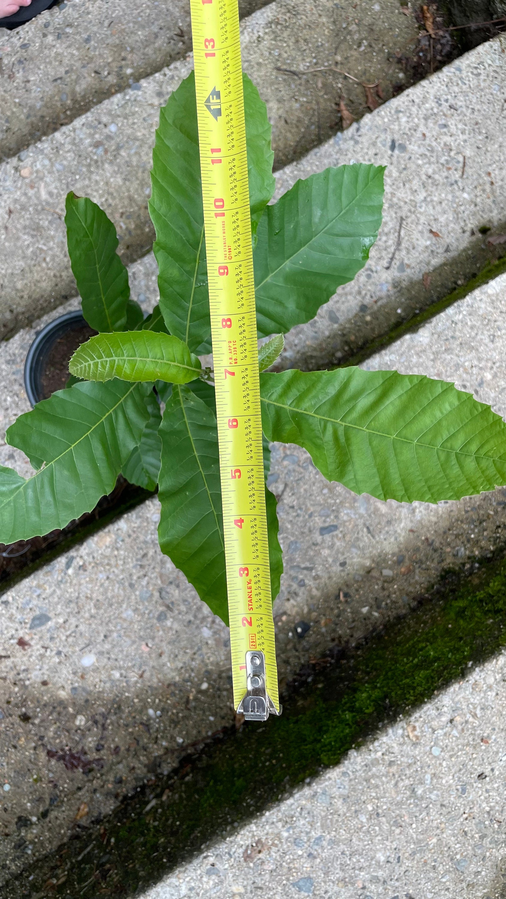 Dunstan Chestnut Seedling Year 1 Chestnut Sprouted 2023 Shipped Bare ...