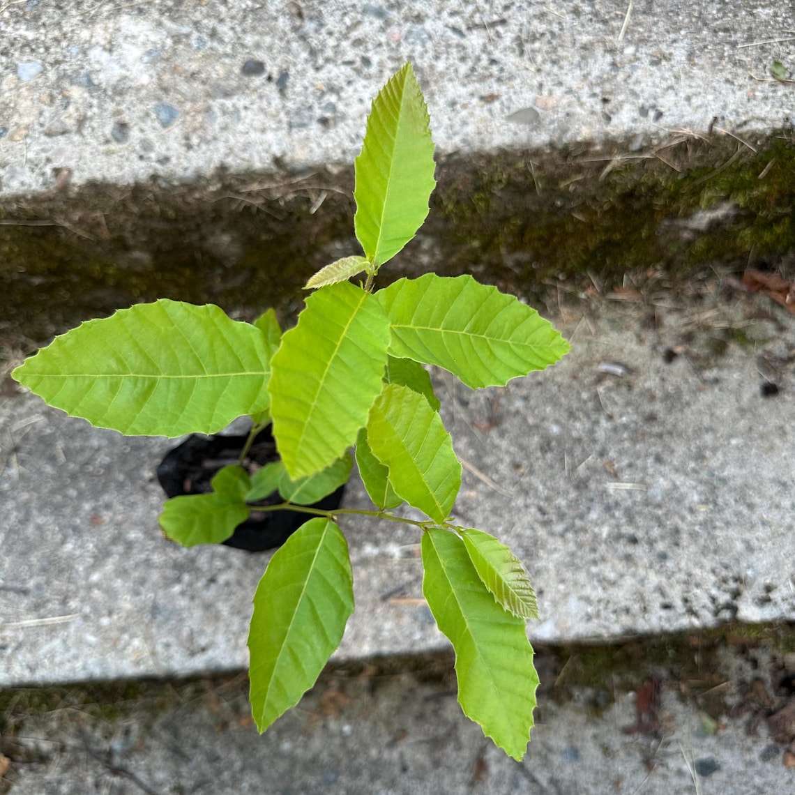 Dunstan Chestnut Seedling: Blight Resistant, Bare Root - Planted 2024 ...