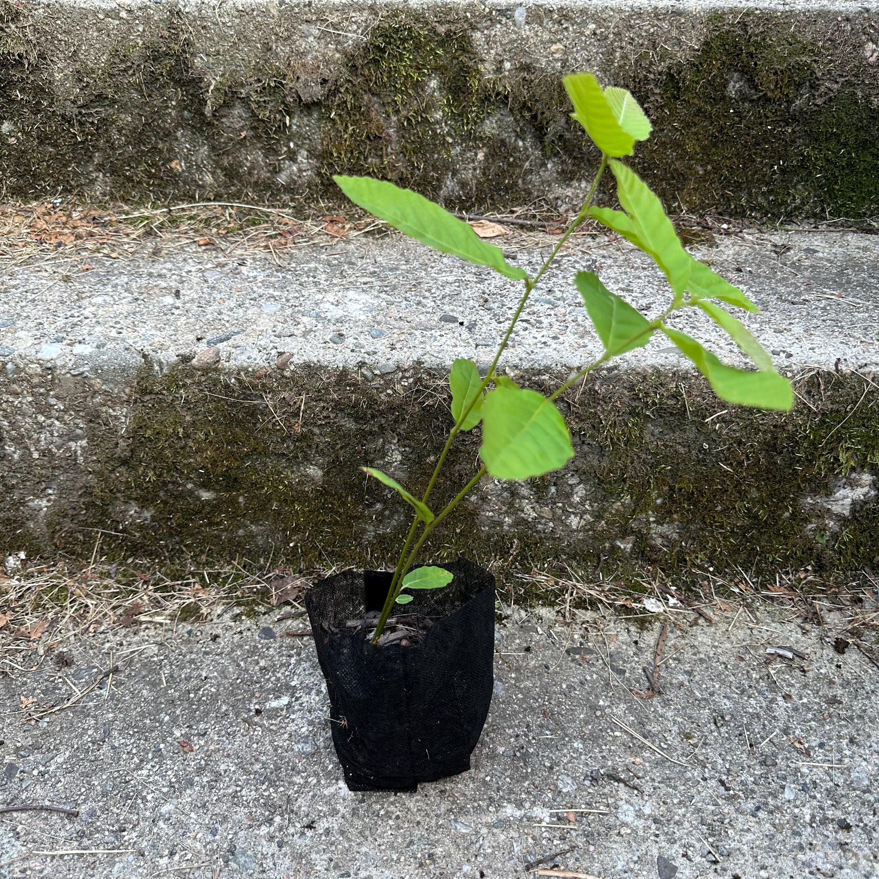 Dunstan Chestnut Seedling: Blight Resistant, Bare Root - Planted 2024 ...