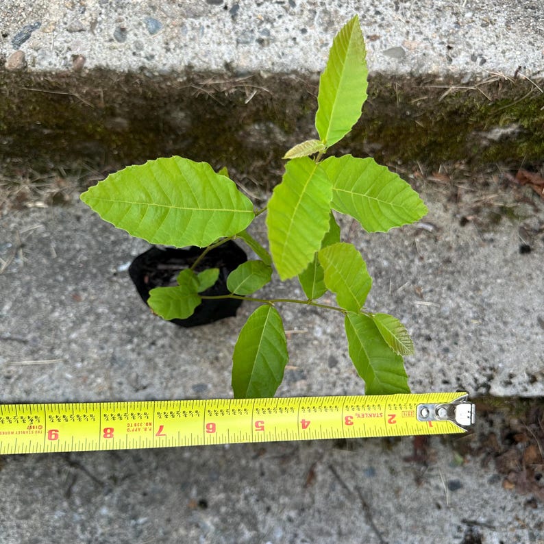 Dunstan Chestnut Seedling: Blight Resistant, Bare Root - Planted 2024 ...