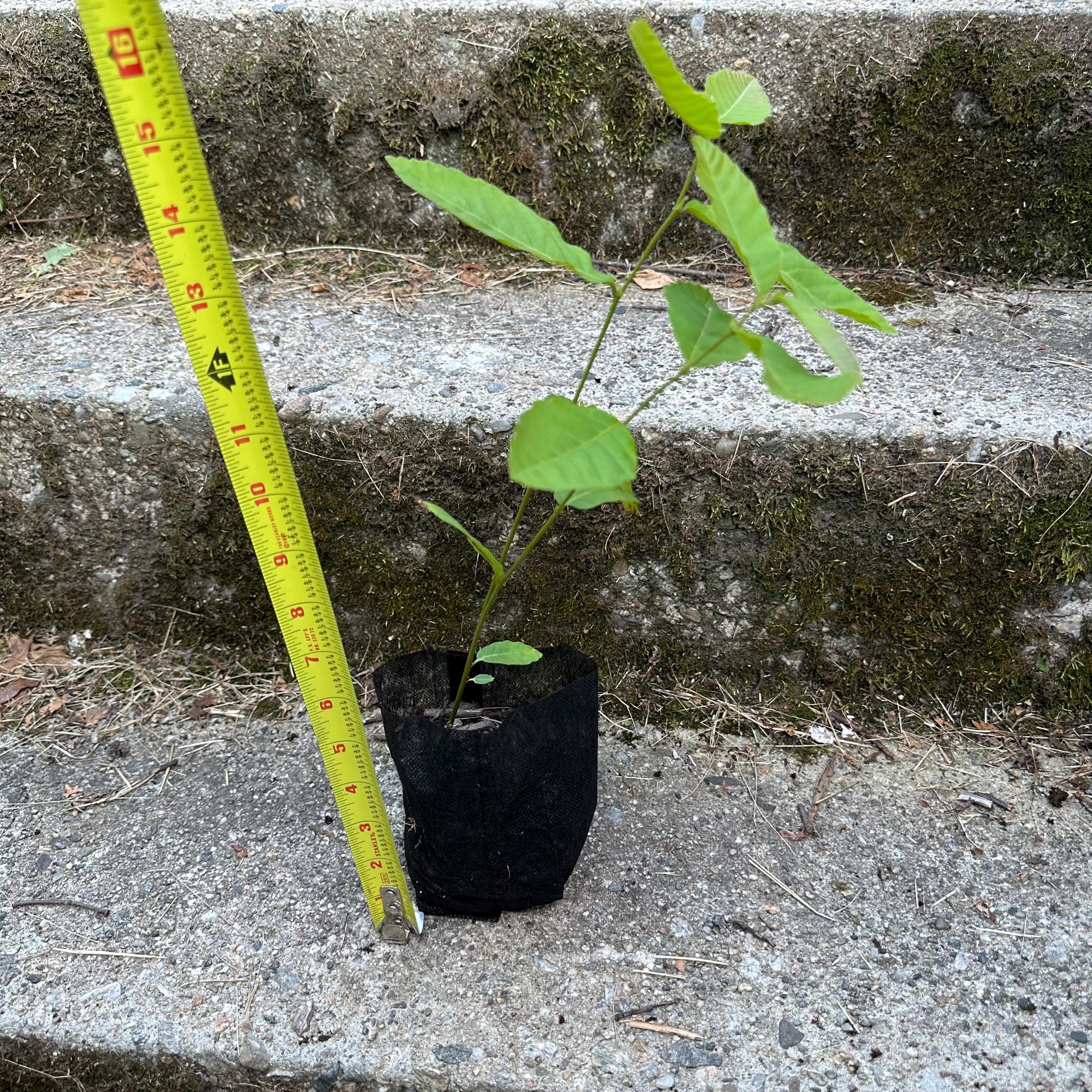 Dunstan Chestnut Seedling: Blight Resistant, Bare Root - Planted 2024 ...