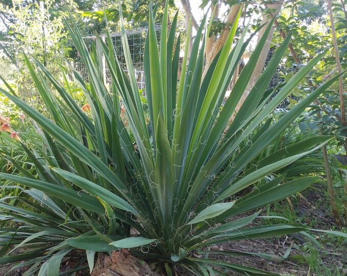Yucca Filamentosa Adam's Needle "excalibur" - Etsy