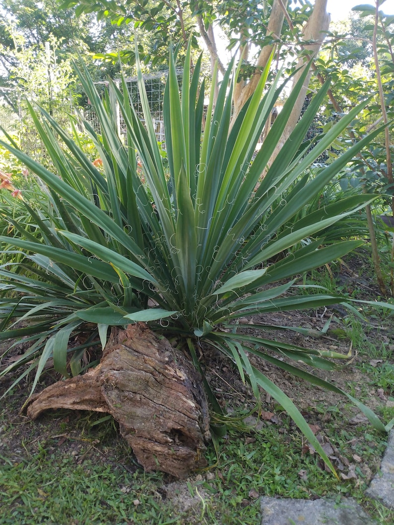 Yucca Filamentosa Adam's Needle excalibur - Etsy