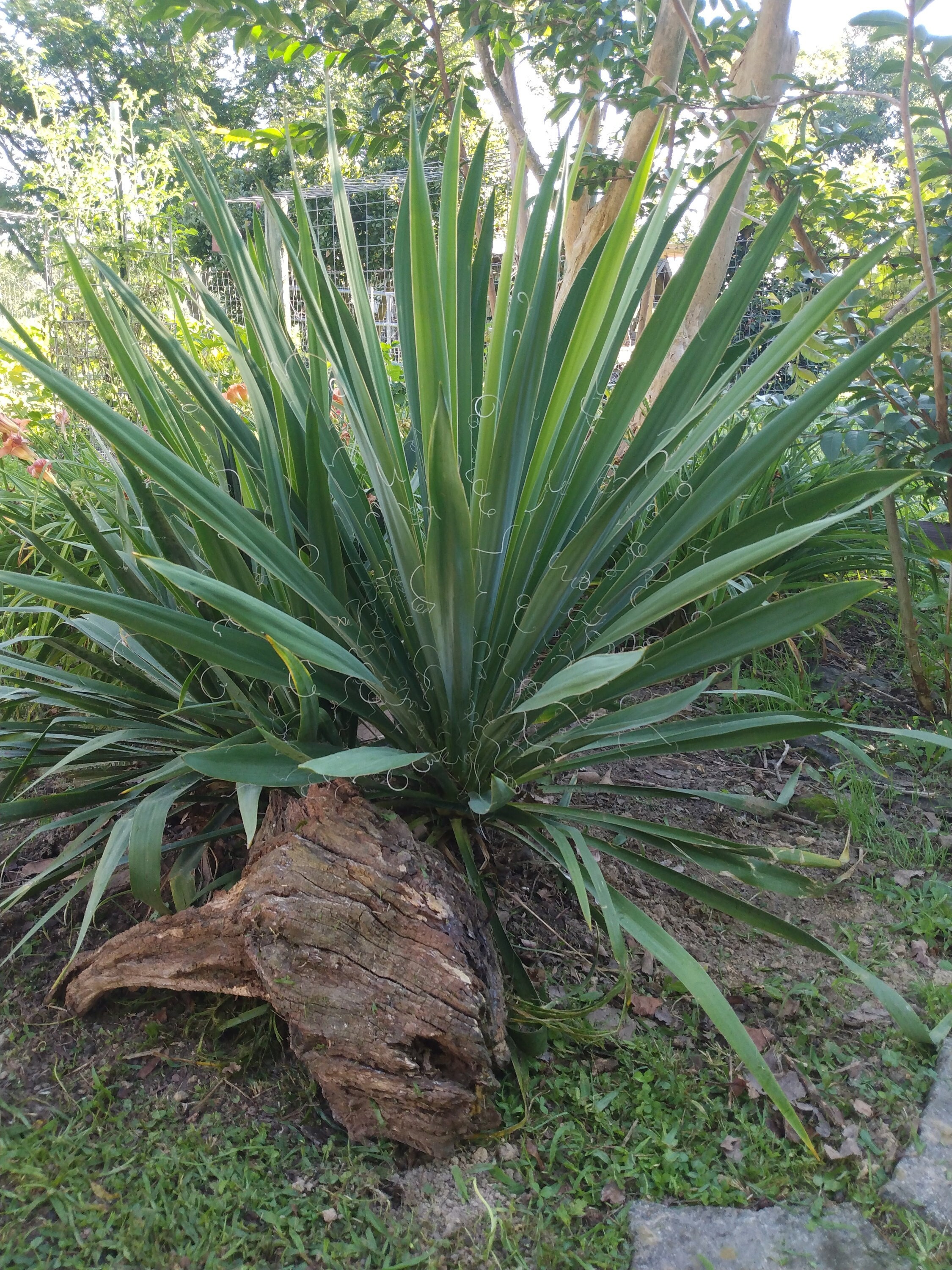 Yucca Filamentosa Adam's Needle excalibur - Etsy