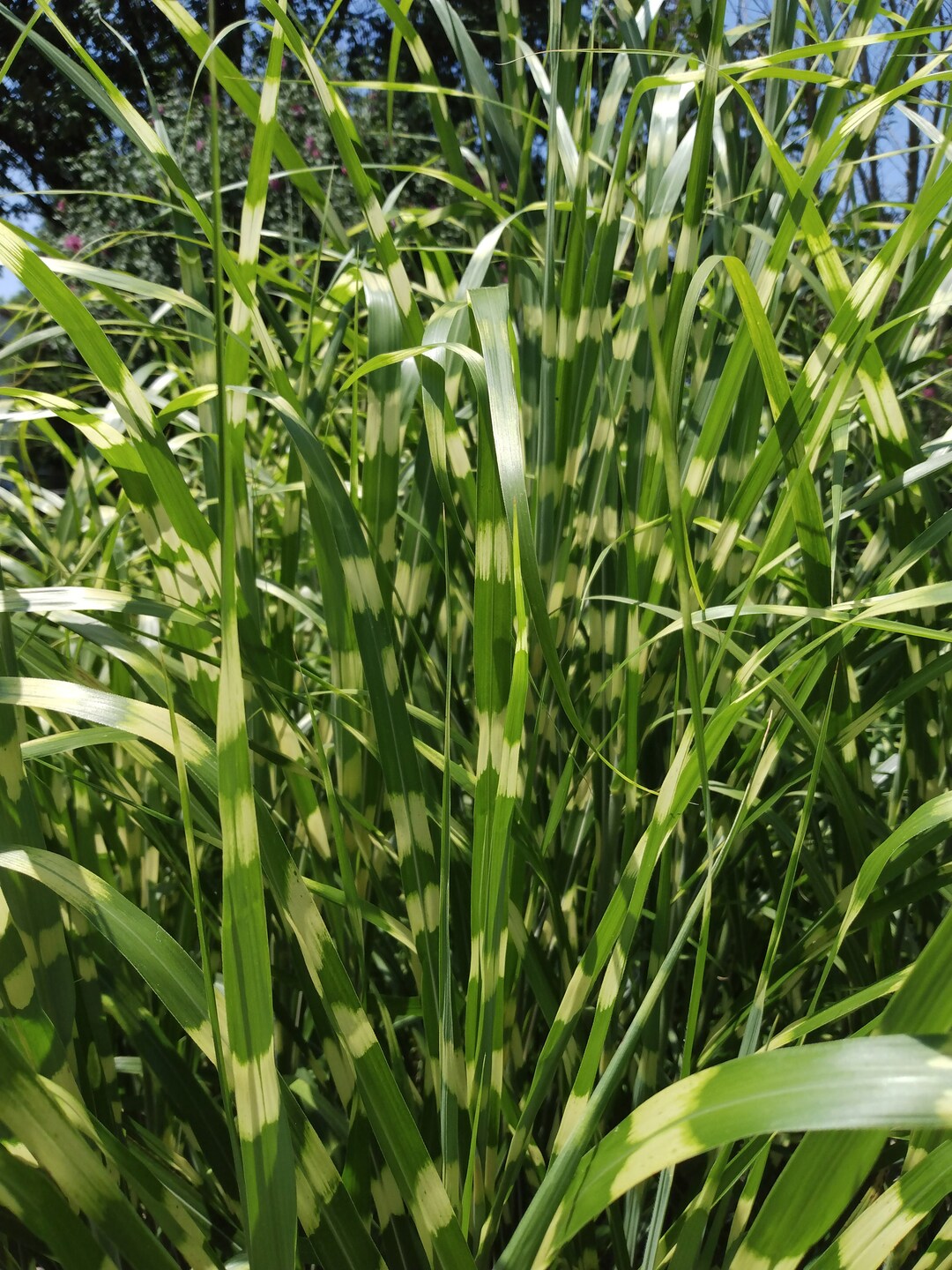 Ornamental Zebra Grass miscanthus Sinensis 'zebrinus' - Etsy
