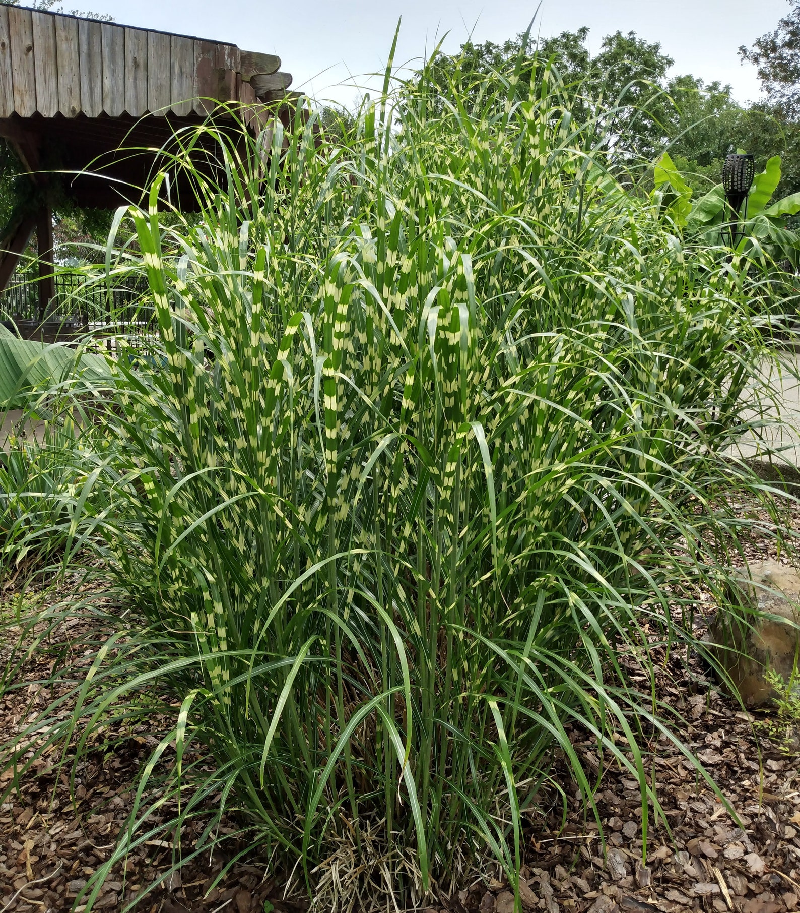 Ornamental Zebra Grass miscanthus Sinensis 'zebrinus' - Etsy