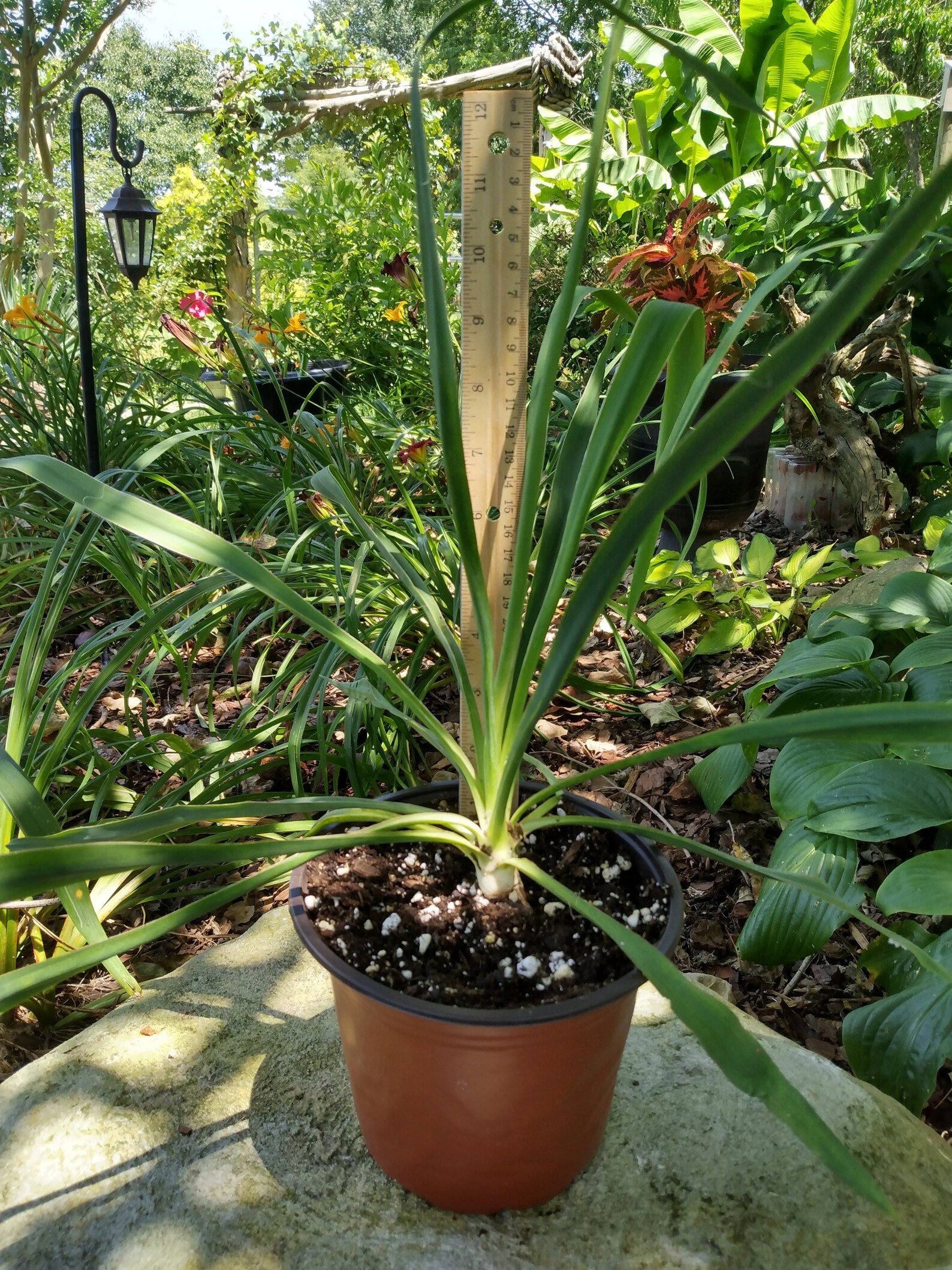 Yucca Filamentosa Adam's Needle excalibur - Etsy
