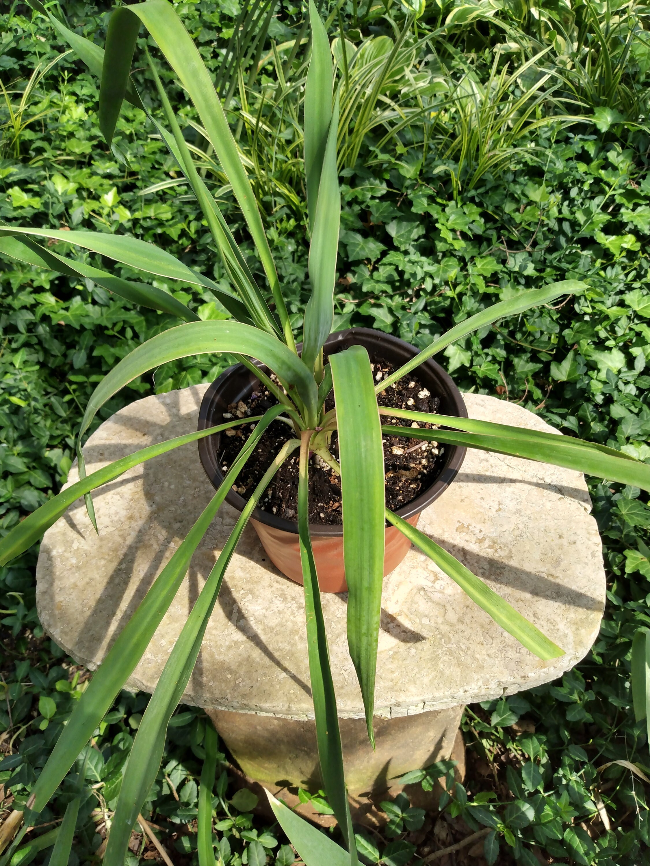 Yucca Filamentosa Adam's Needle excalibur - Etsy