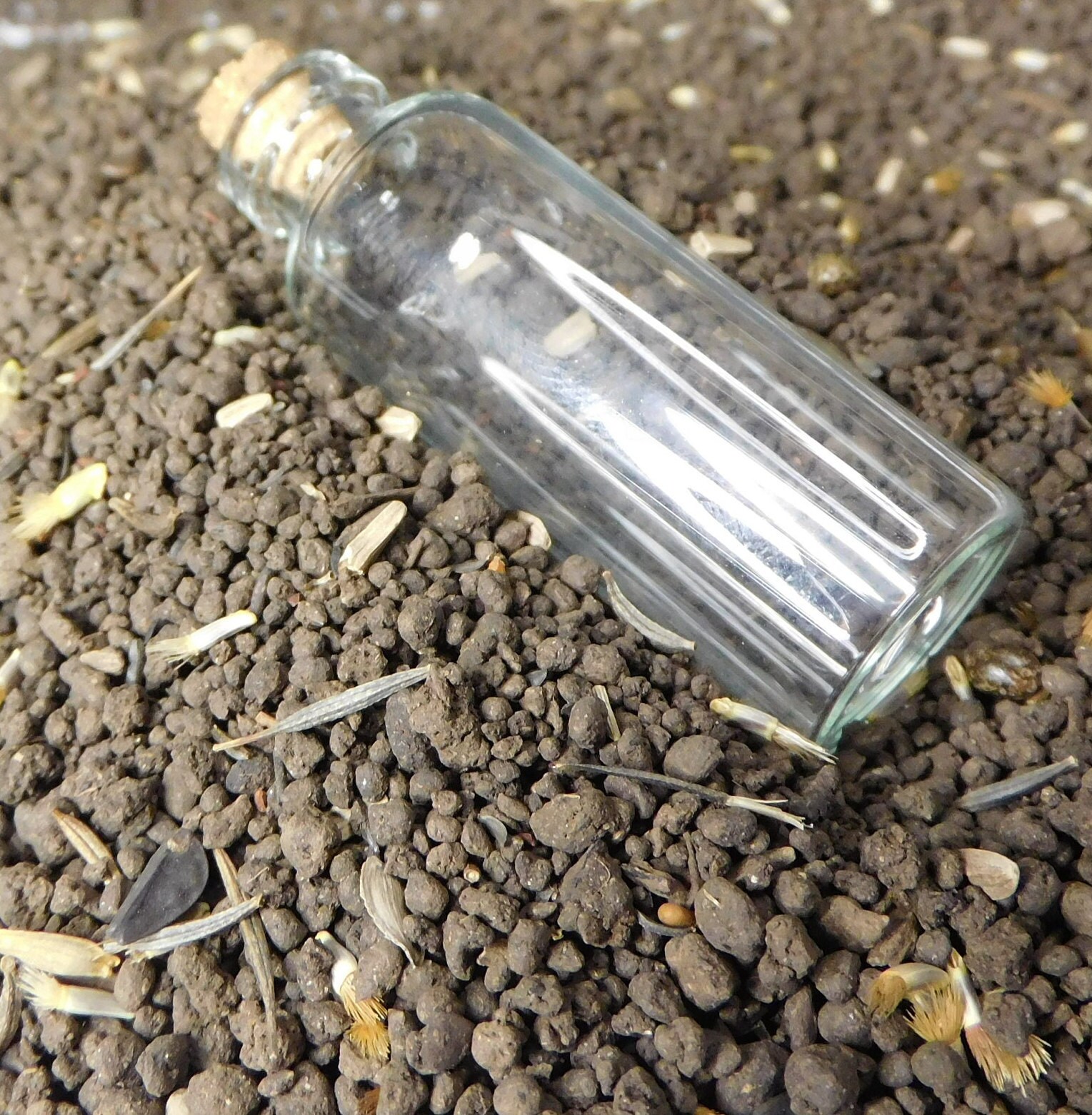 Magic Garden Wildflower Wish Seed Vial Spell Kit - Etsy