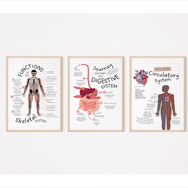 Human Body Poster - Etsy Australia