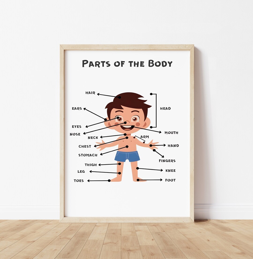 Body Part Montessori Homeschool Poster Human Body Educational - Etsy