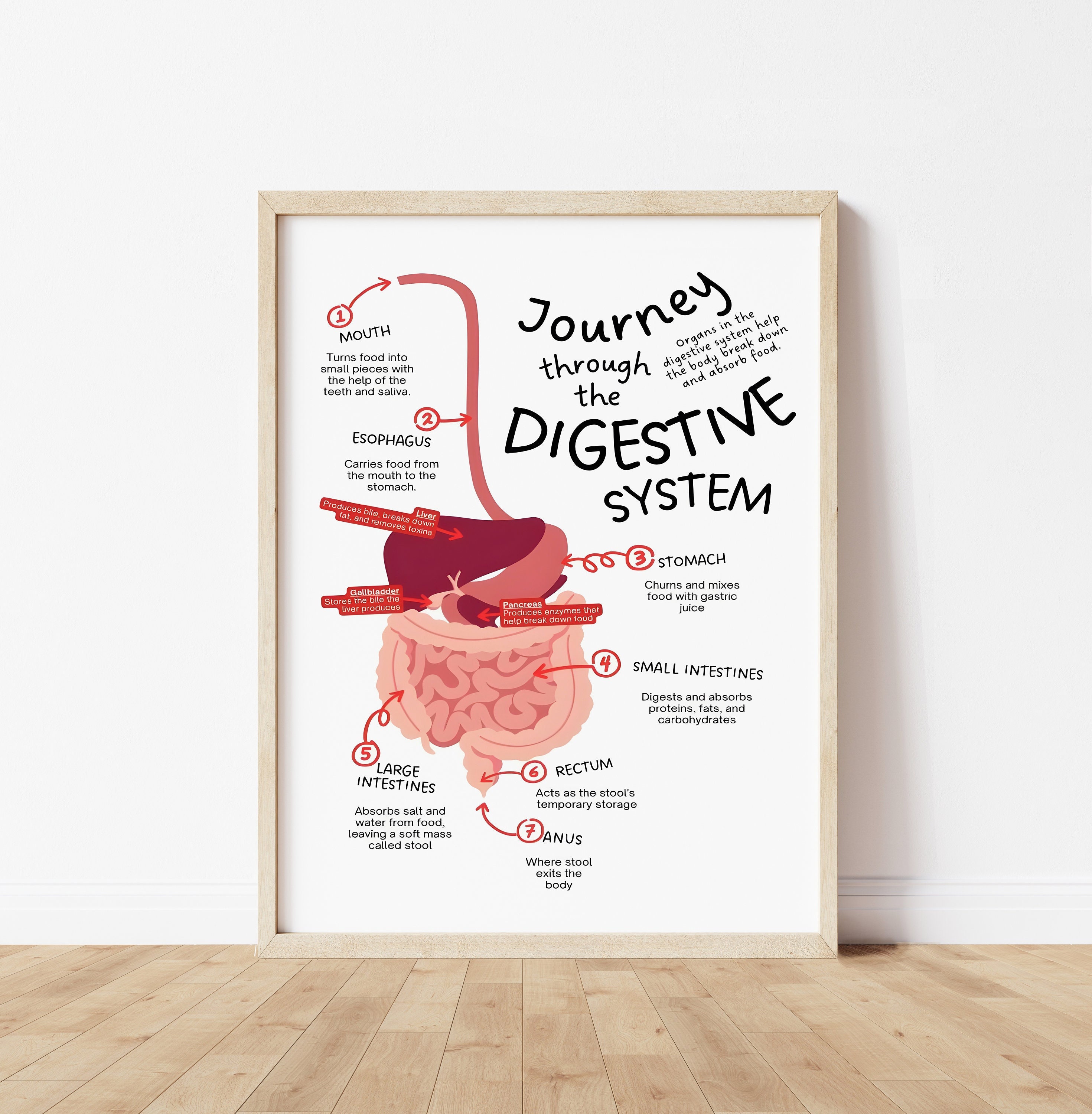 Human Digestive System Anatomy Kids Educational Poster - Etsy Australia