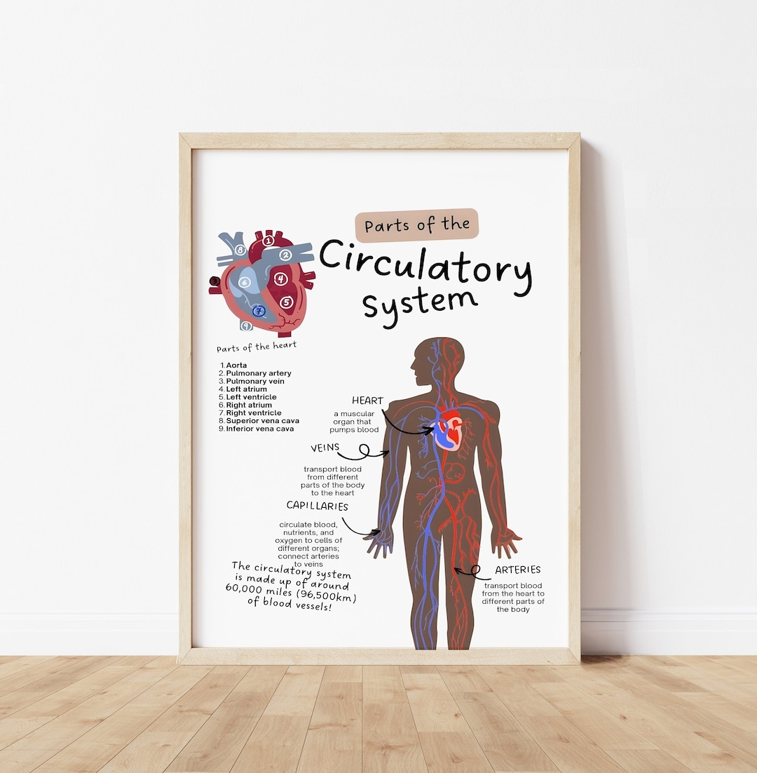 Circulatory System Poster for Kids Montessori Toddler - Etsy