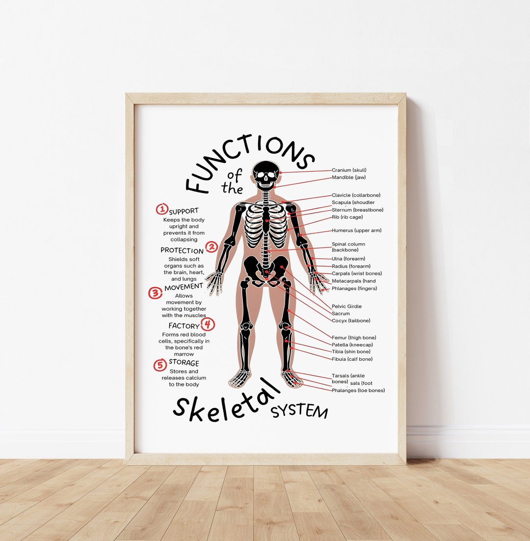 Human Skeleton Poster for Kids, Human Bone Montessori Toddler ...