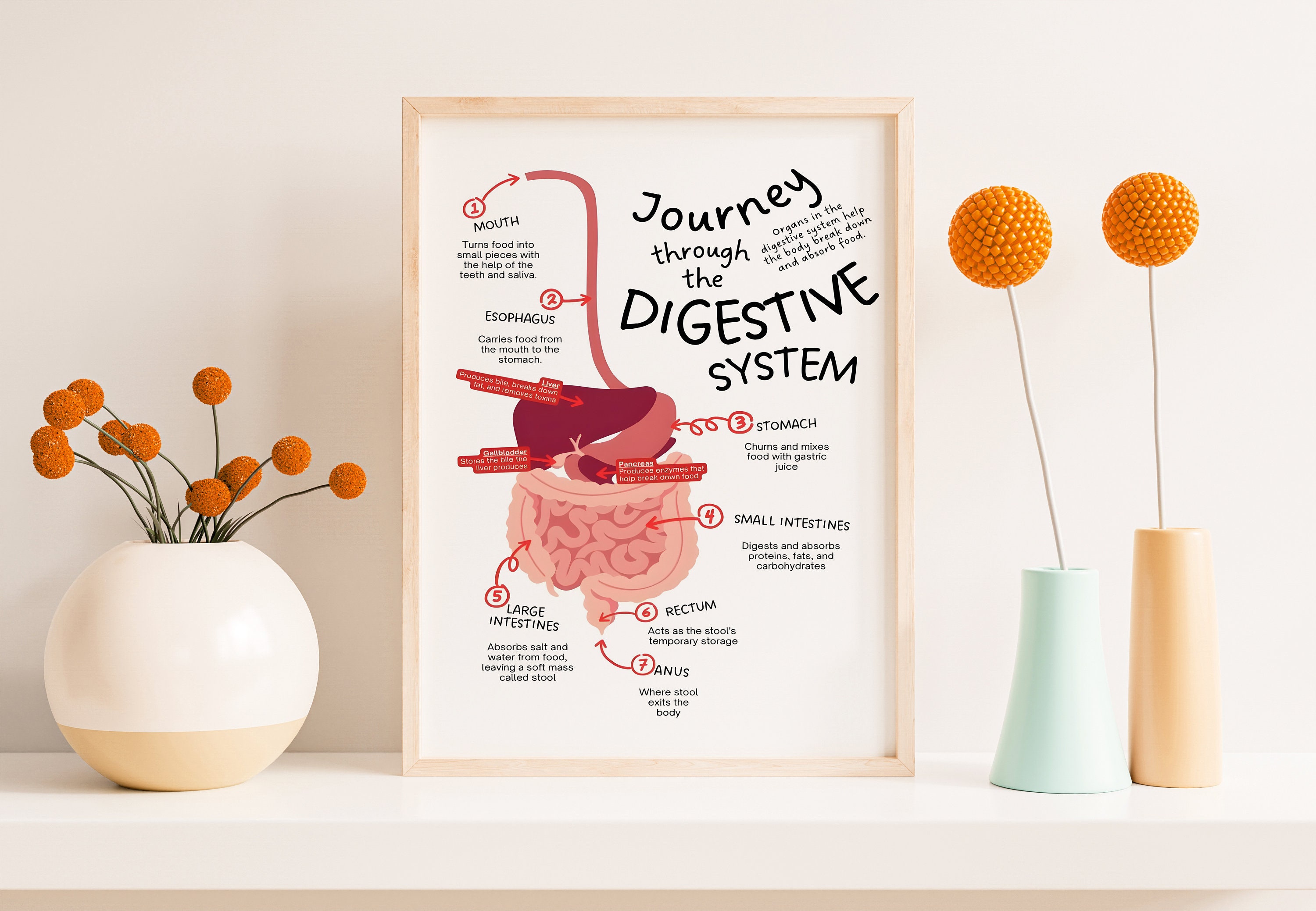 Human Digestive System Anatomy Kids Educational Poster - Etsy Australia