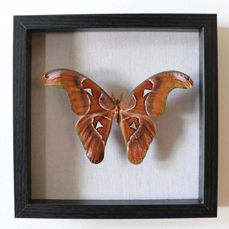 Moth in Frame - Etsy