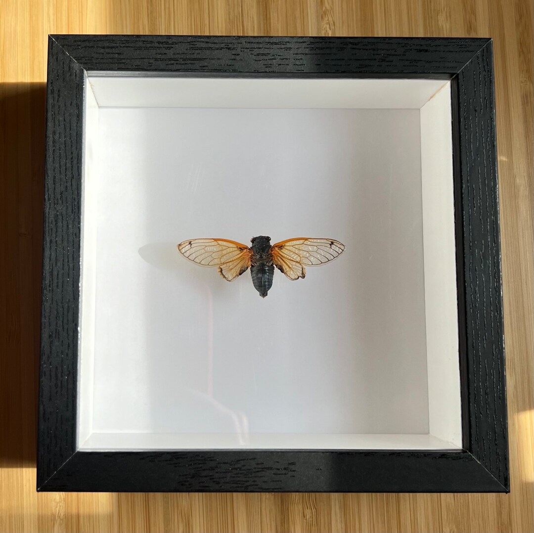 Real Framed Cicada in 5x5 Black Frame Dried Preserved Insect Dead Bug ...