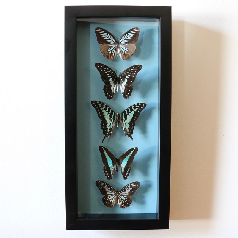 Framed Butterflies - Etsy