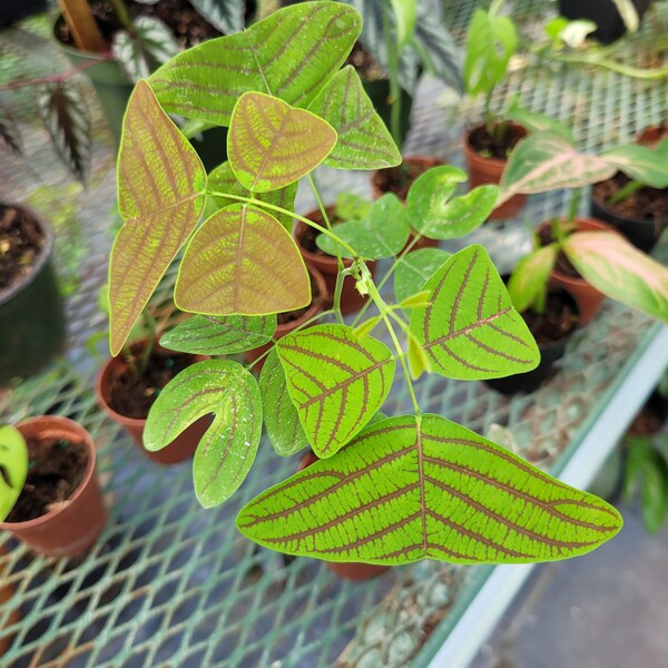 Swallowtail Plant - Etsy