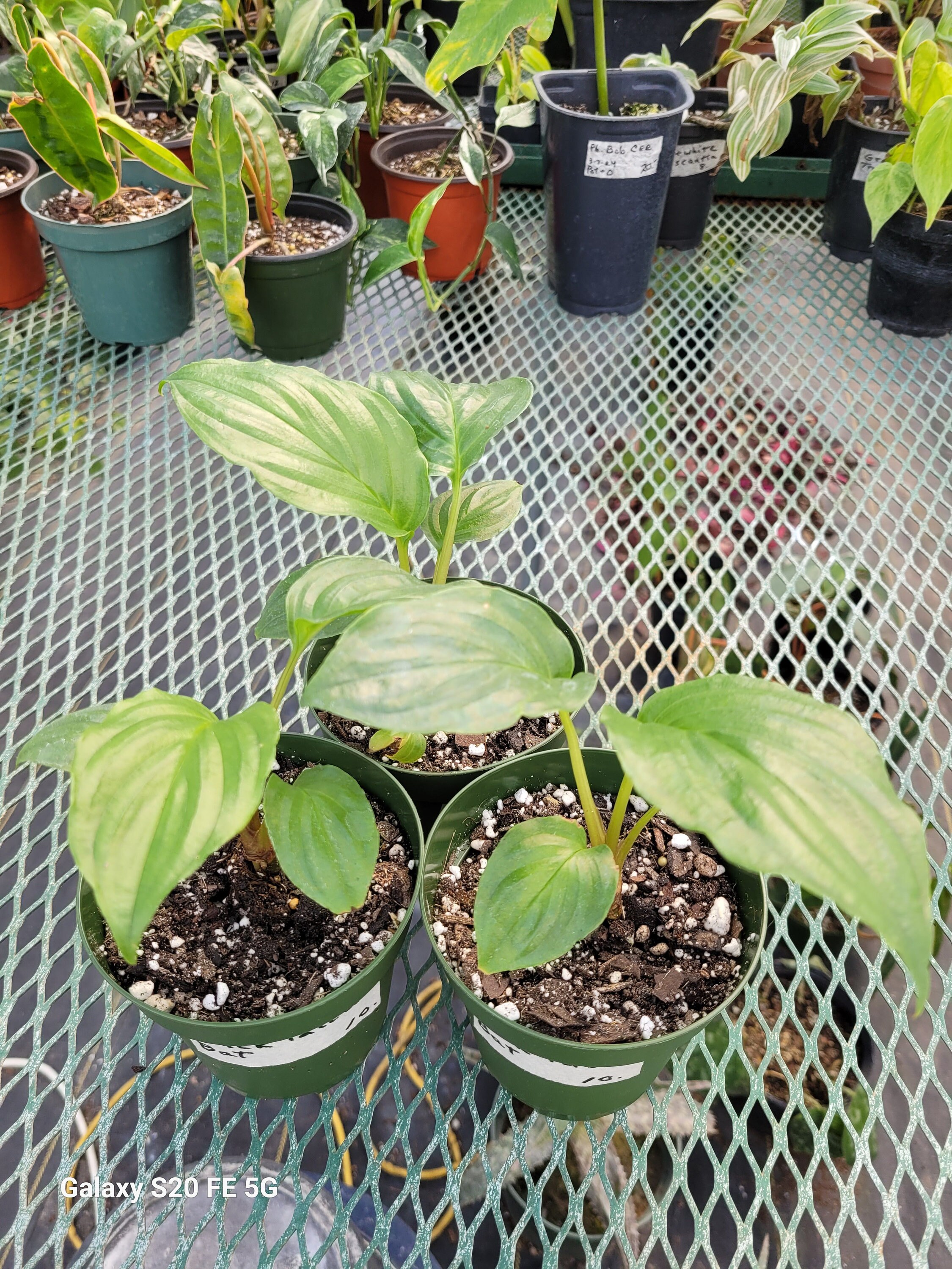Black Tacca Bat 5-6 Plant. All Plants Are Shipped Bare Root Unless Pot ...