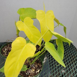 Philodendron Bipennifolium Aurea 6-8 Plant - Etsy