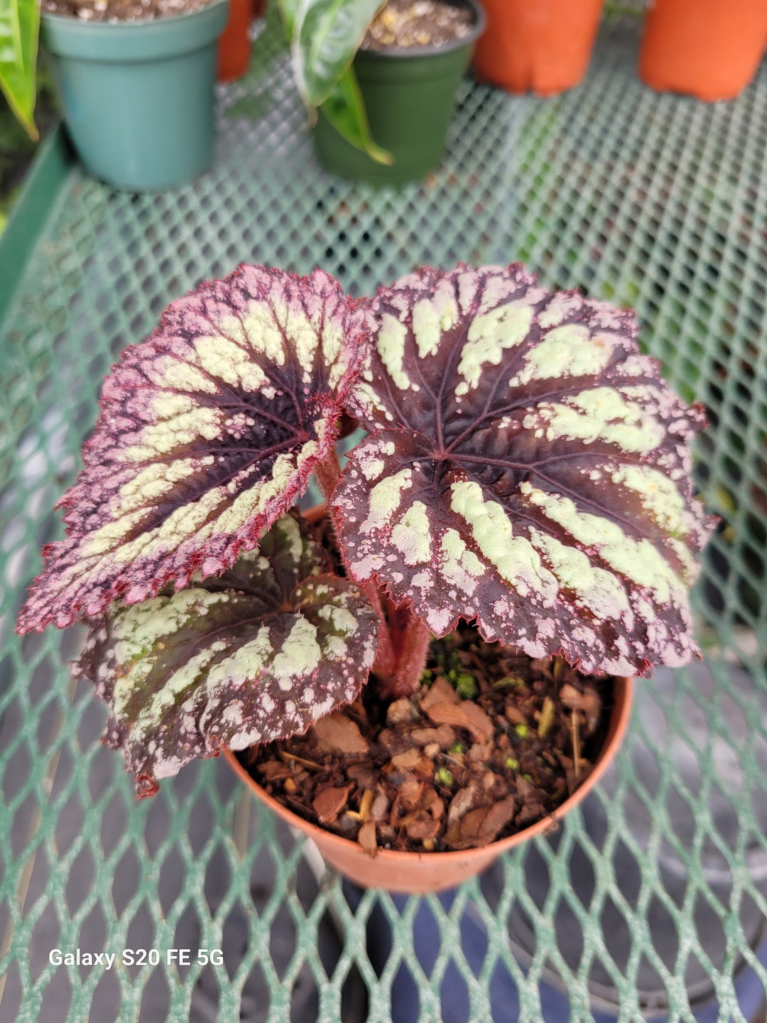 Begonia Silent Night 6 Plant 4 Pot - Etsy