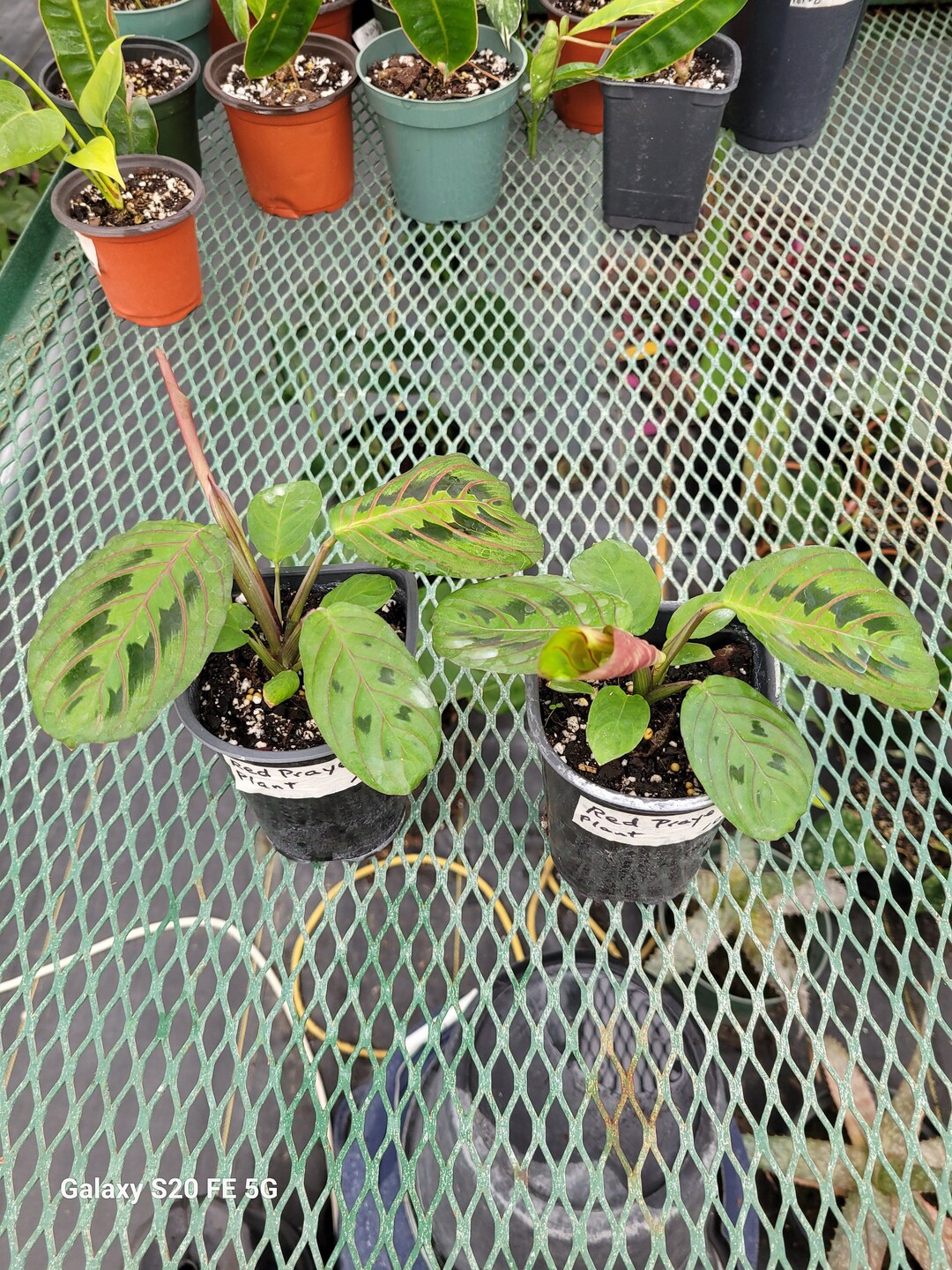 Red Prayer Maranta 8" Plant. All Plants Are Shipped Bare Root Unless ...