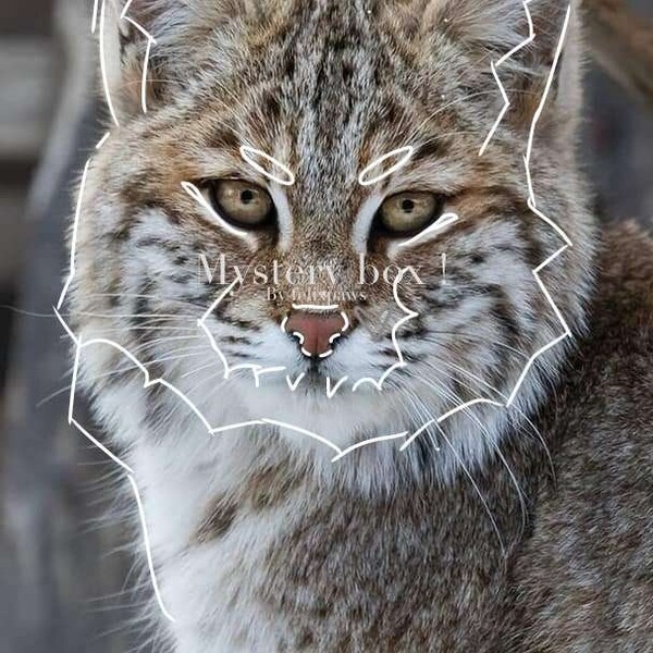 Fox Therian Mystery Box - Etsy