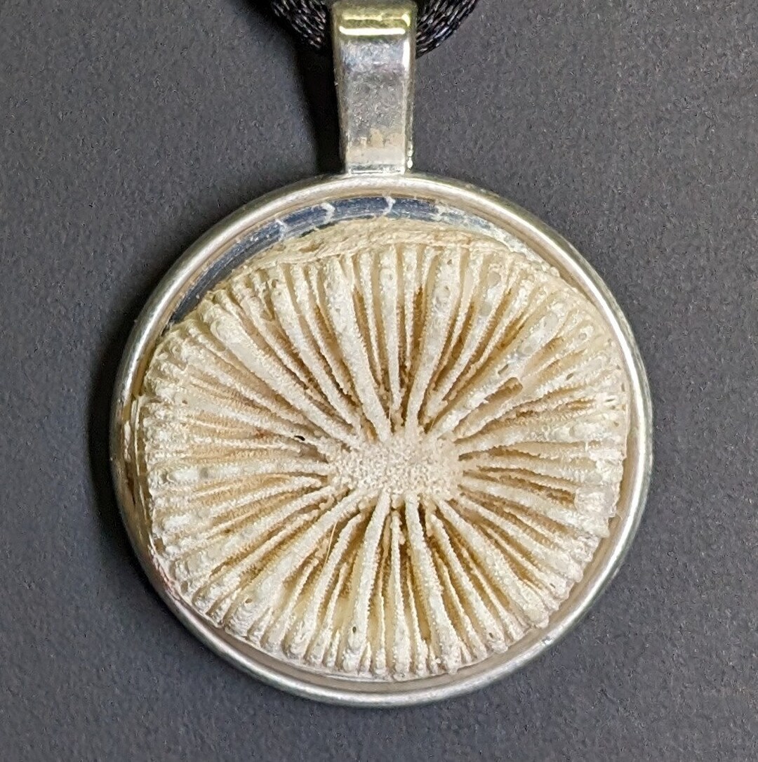 Coral Reef Necklace Real Skeletal Specimen Mini Coral Reef Pendant - Etsy