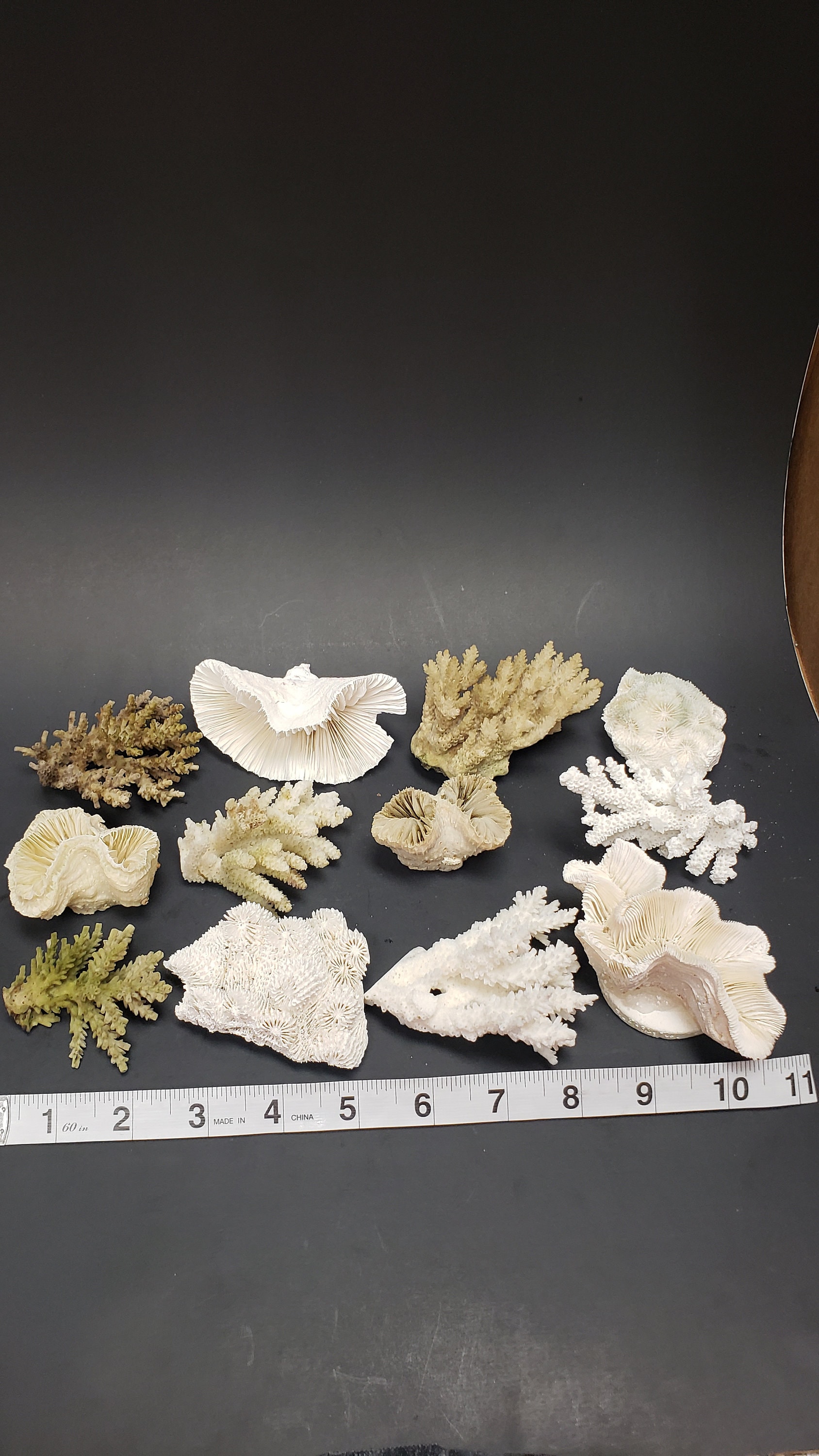 Coral Reef Skeletal Specimens - Etsy