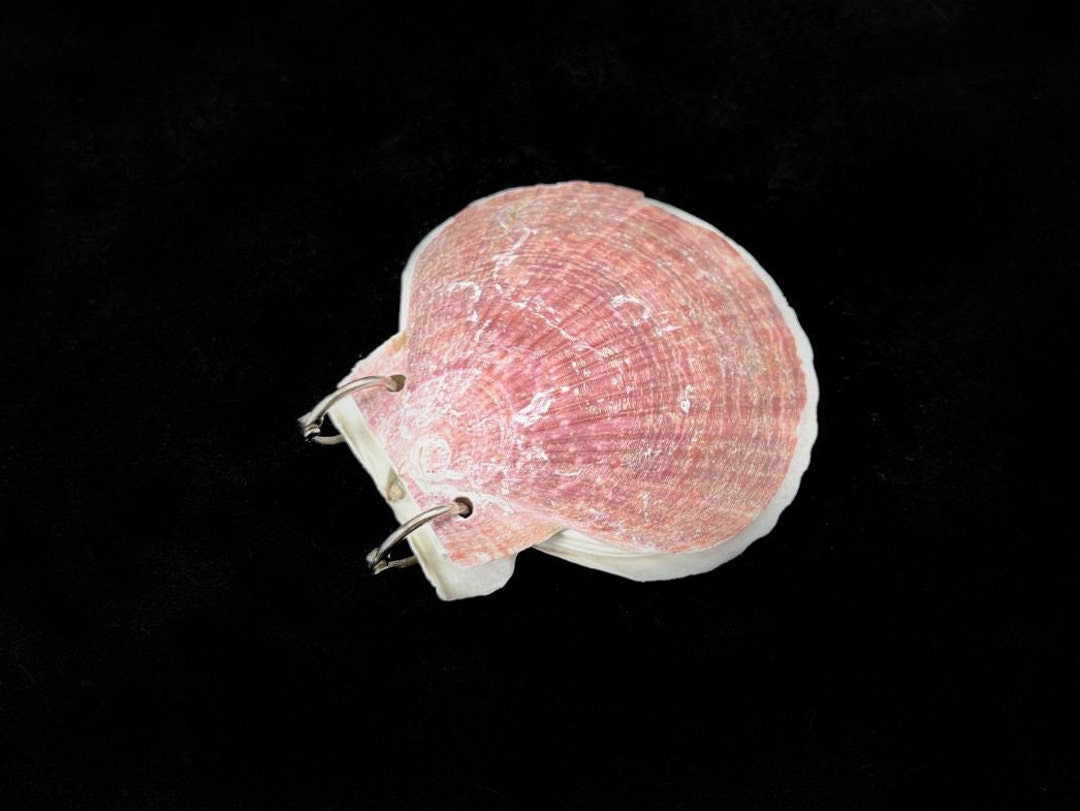 Shell Notes, Conch Shell Decorations, Home Furnishings, Jewelry Trays ...