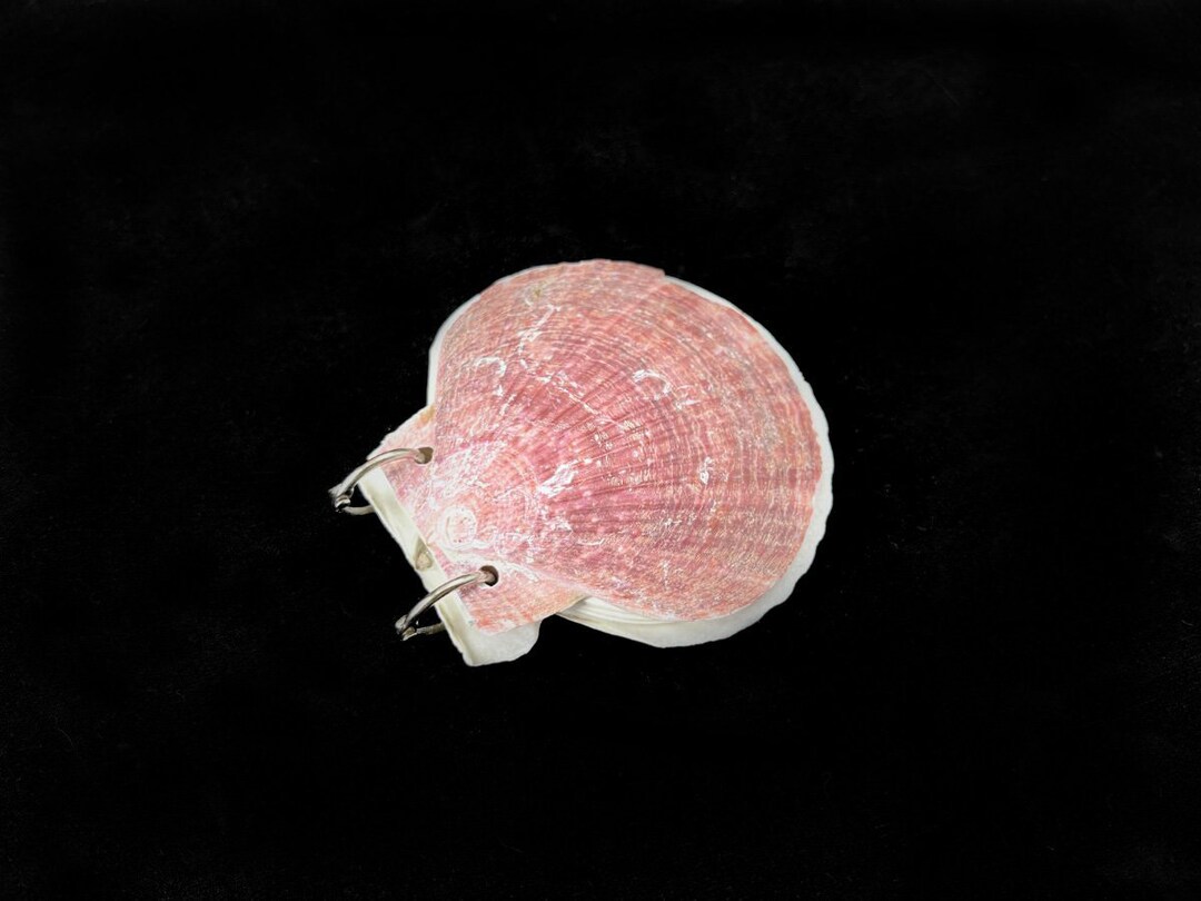 Shell Notes, Conch Shell Decorations, Home Furnishings, Jewelry Trays ...