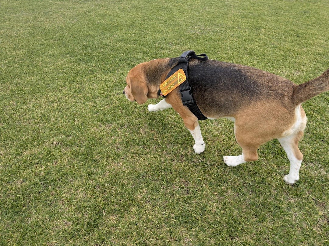 Custom Dog Sign - for Ezydog (or Similar) Harness - Velcro Attachment ...