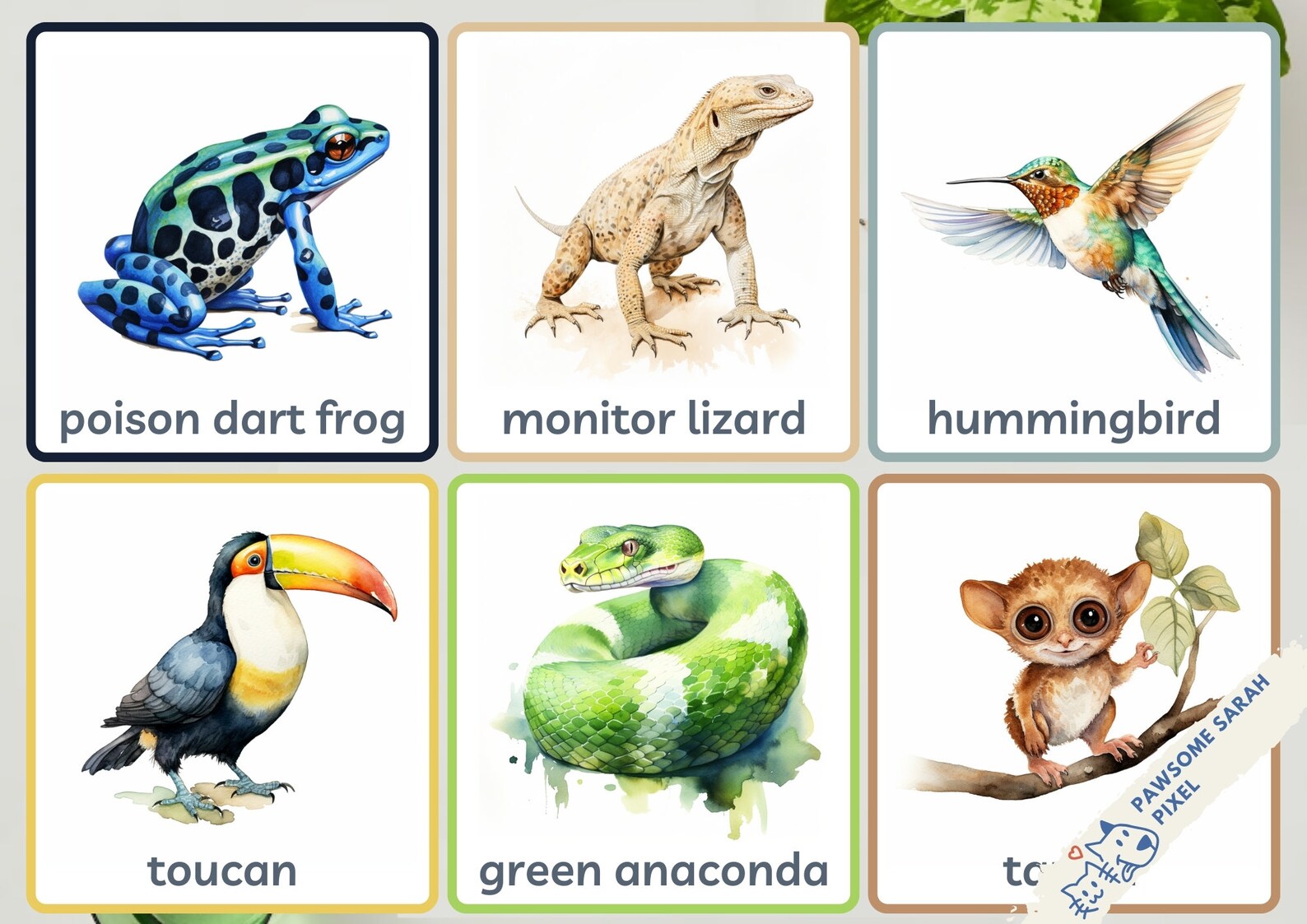 30 Rainforest Animals Flash Cards, Jungle Animals Flash Cards ...